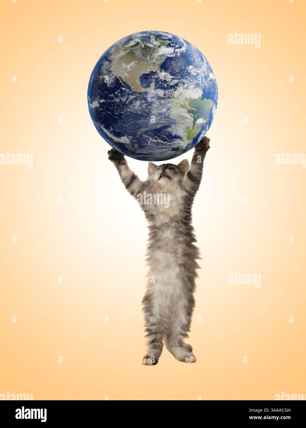 International cat day. Cute kitten playing with earth globe on beige ...