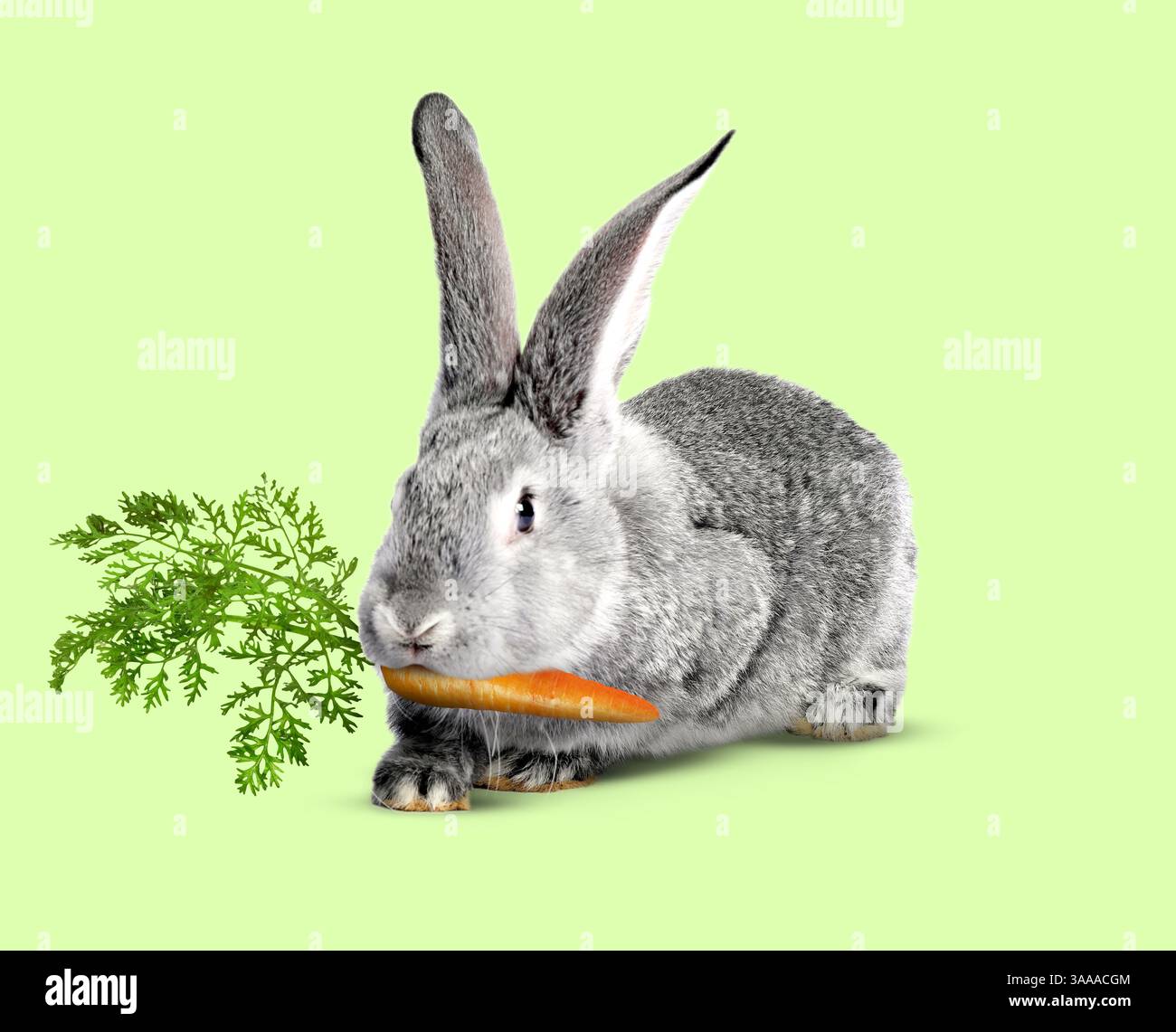Cute grey rabbit eating carrot on light green background Stock Photo ...