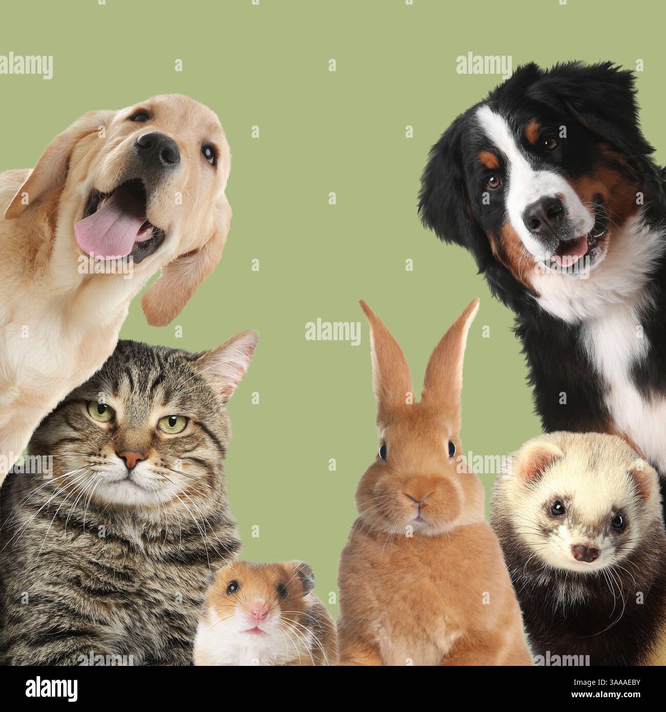 Rabbit and other animals looking at camera on pastel green background ...