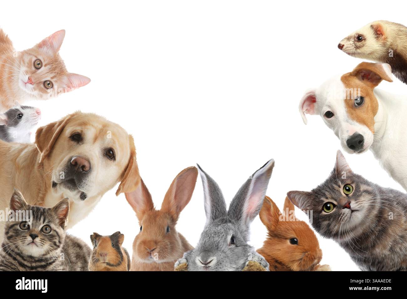 Rabbits and other animals looking at camera on white background Stock ...