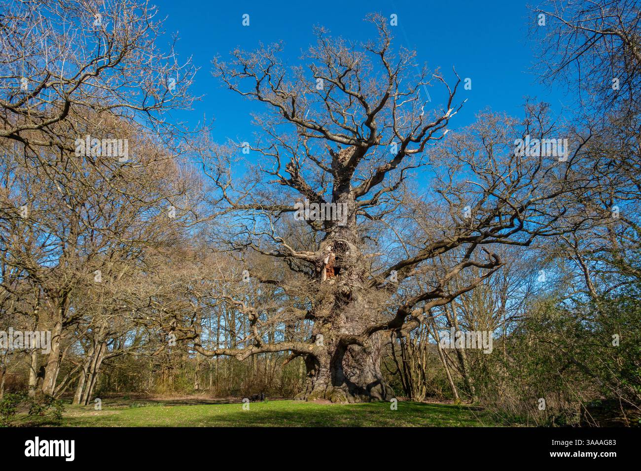 The Majesty Oak,largest,maiden oak,tree,United Kingdom,Fredville Park ...