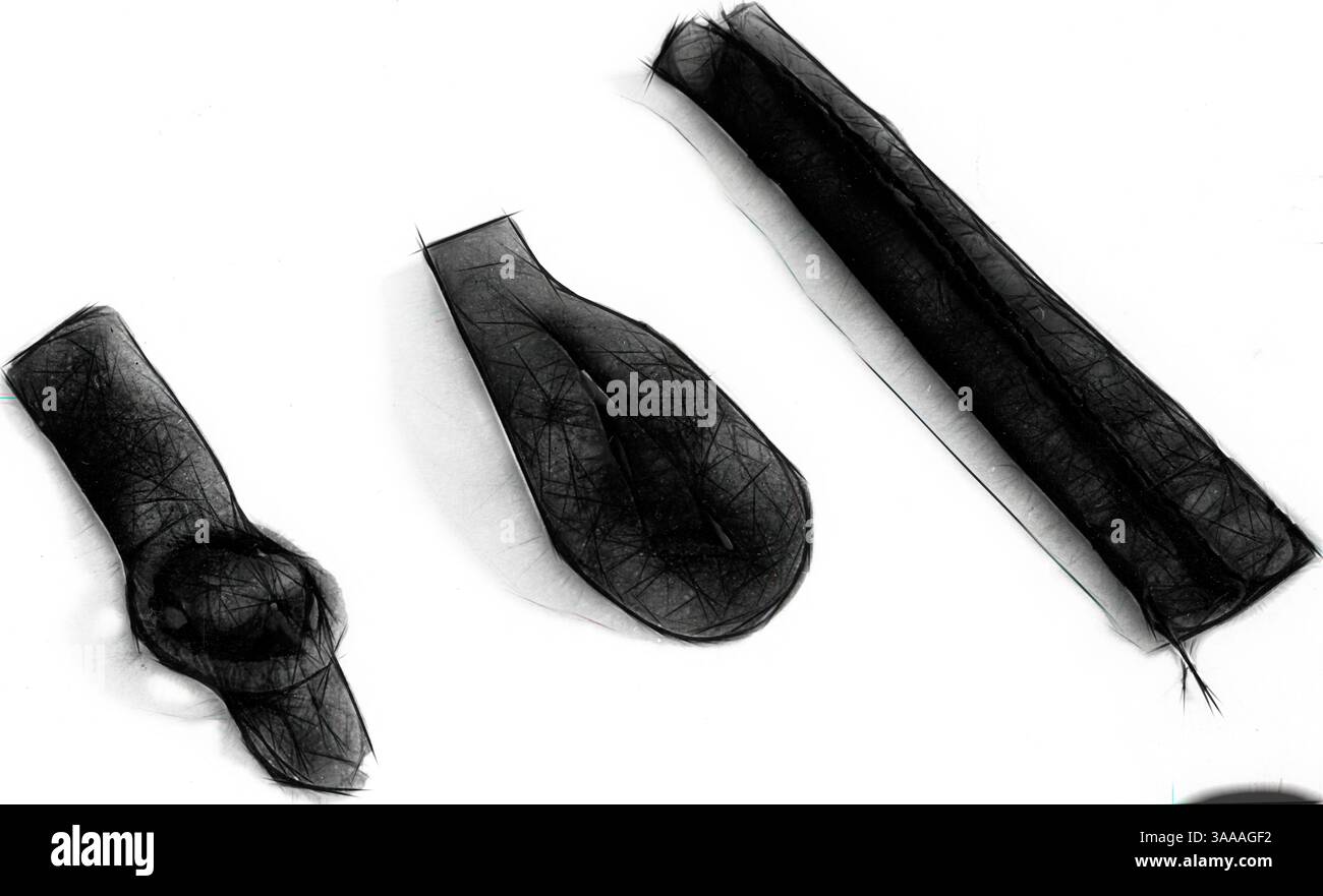 Three abstract shapes with a delicate, wispy texture, each varying in ...