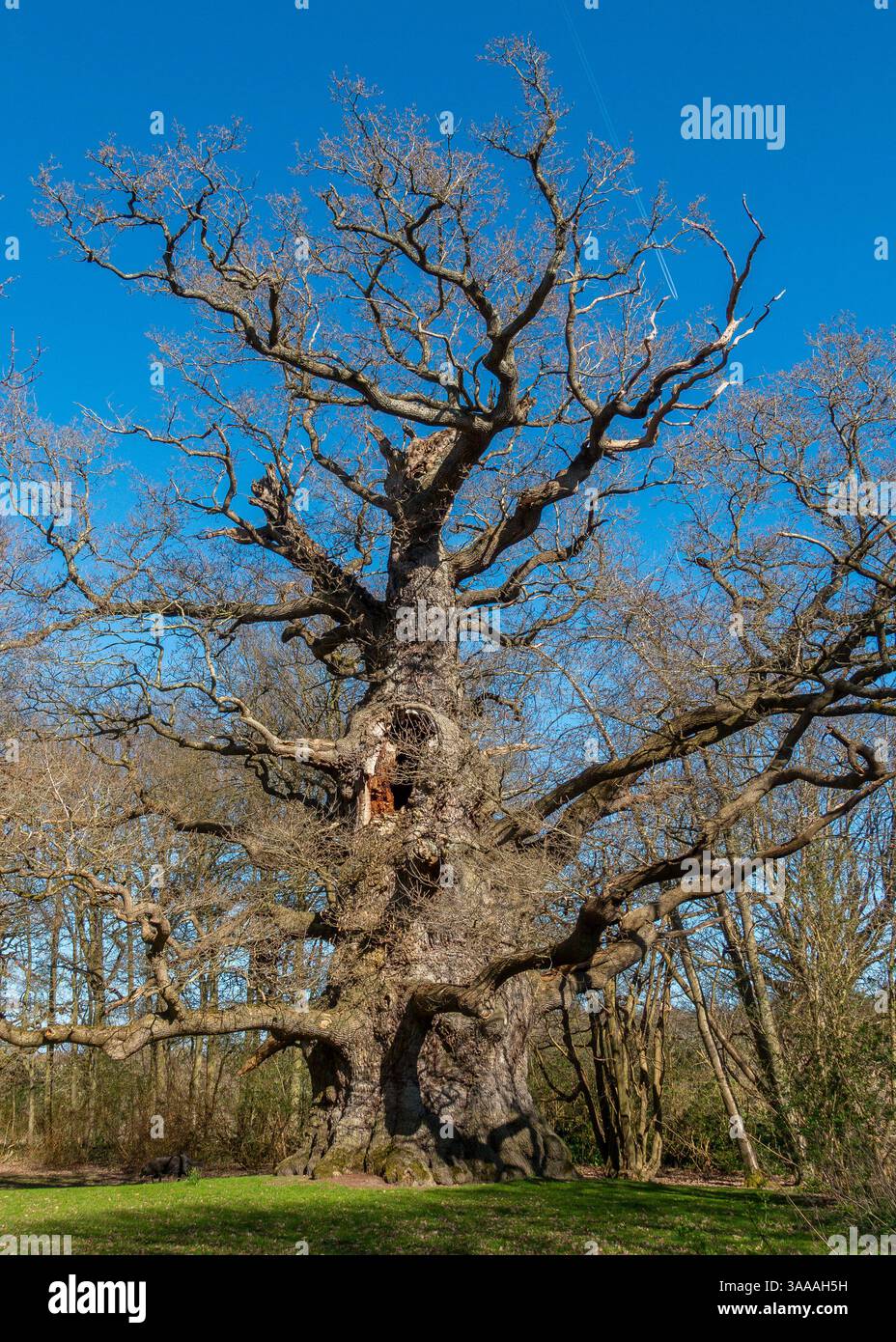The Majesty Oak,largest,maiden oak,tree,United Kingdom,Fredville Park ...