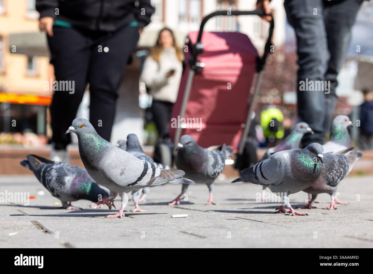PRODUCTION - 31 March 2025, Hesse, Limburg: The pigeon population in ...