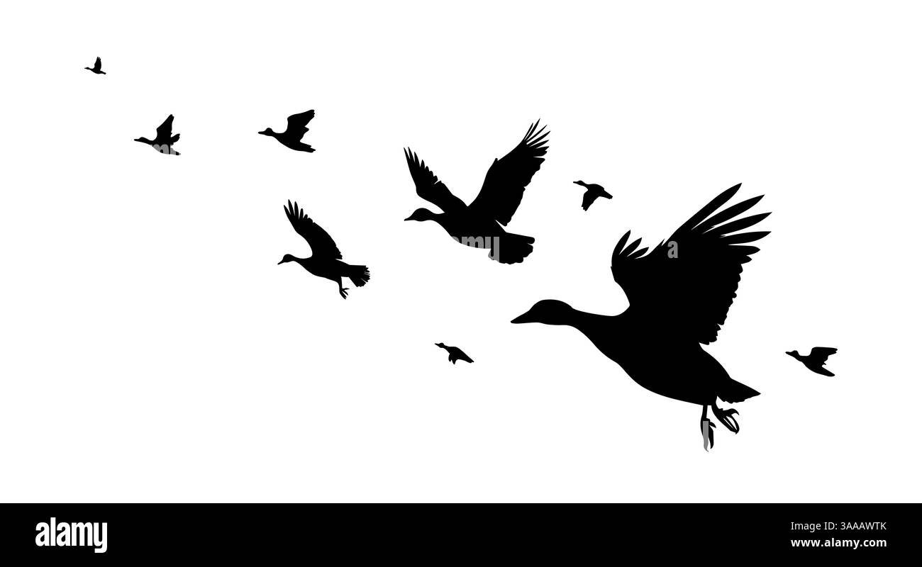 A flock of ducks flying. hand drawing. Not AI. Vector illustration ...