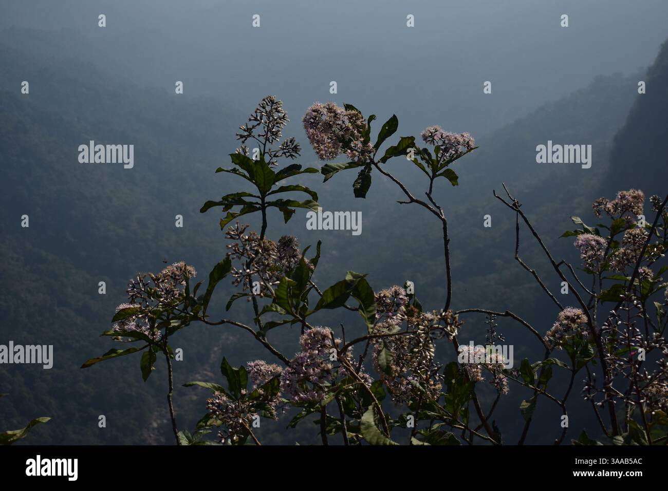 Winter views of Meghalaya mountains, Shillong Peaks, Meghalaya, India ...