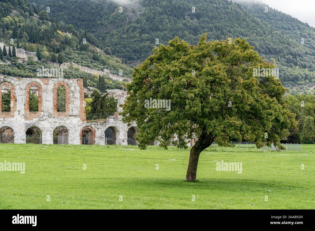 A tree is in a field next to a building. The tree is small and green in ...