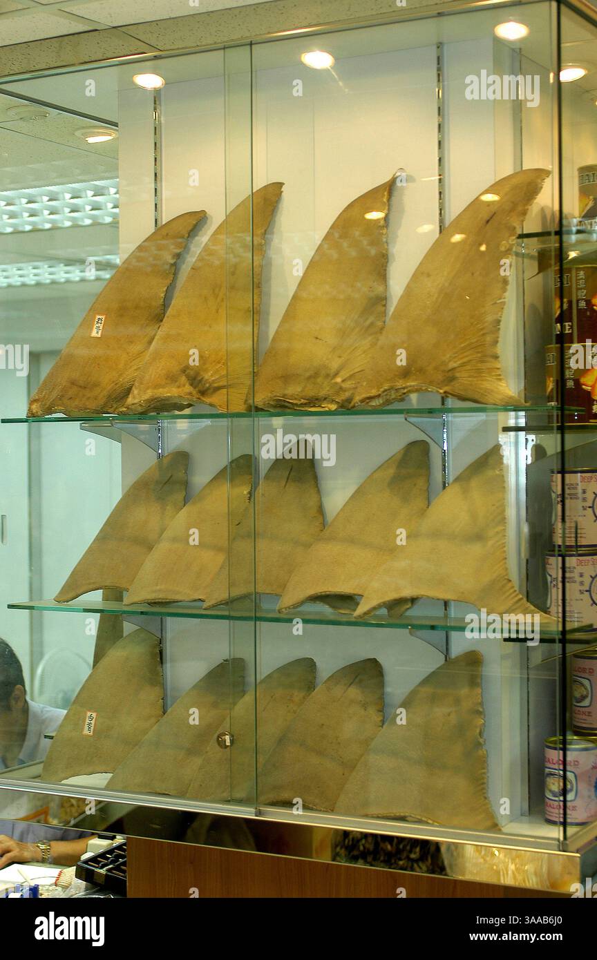 Jul 04, 2004; Hong Kong, CHINA; Shark finning is one of the world's ...