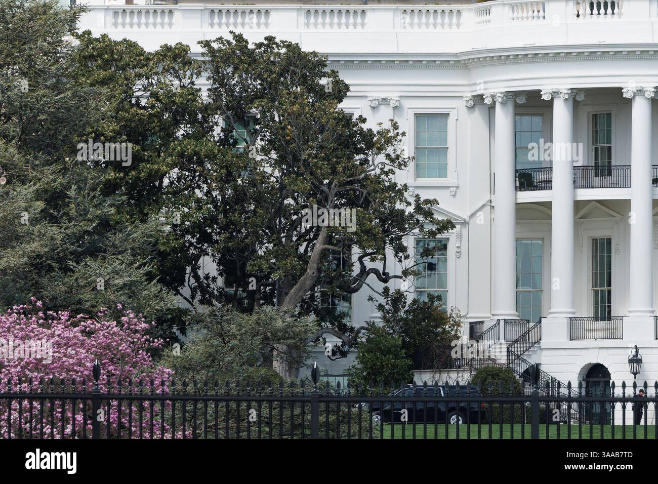 The Southern Magnolia, left, a two-century-old magnolia tree believed ...