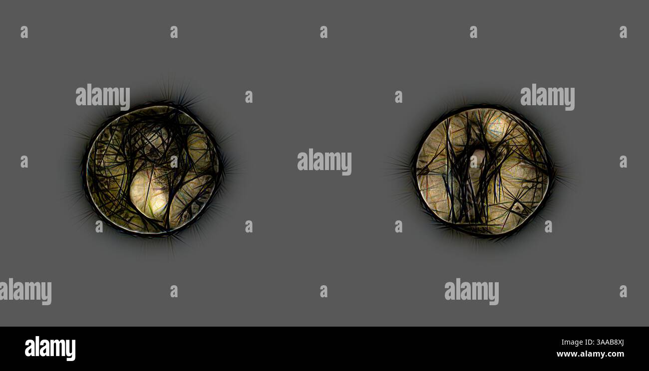 Two orbs sit side by side, each displaying intricate, wispy patterns ...