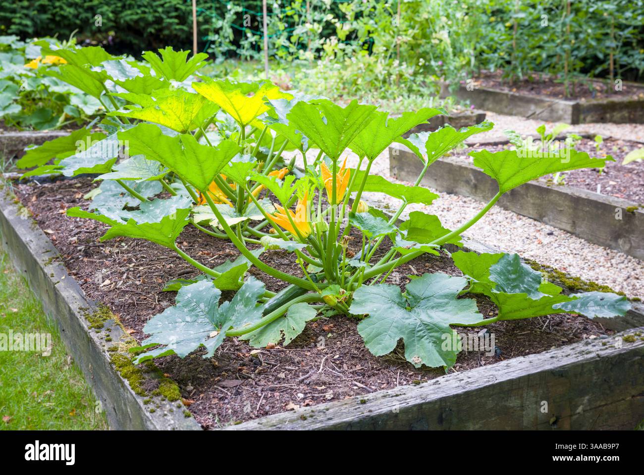 Courgette (Cucurbita pepo) plants with yellow flowers growing in a ...