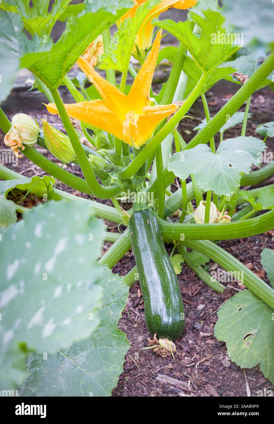Close-up of courgette (Cucurbita pepo) plant with yellow flowers ...