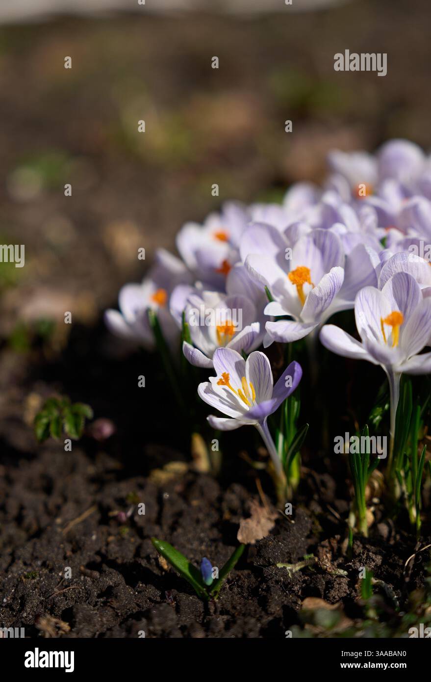 A close-up of the season’s first crocuses, heralding the arrival of ...