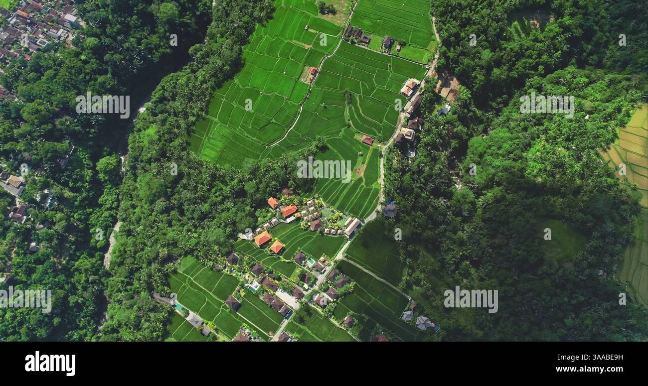 Aerial view of vibrant green rice terraces paddy, dense tropical forest ...
