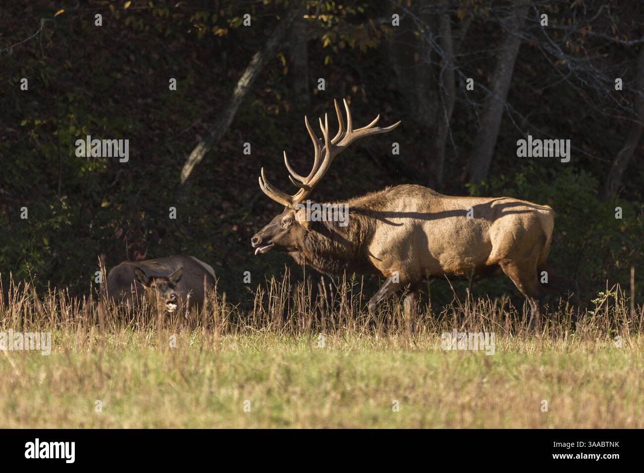 Oct. 14, 2015 - Cataloochee, United States of America - A bull elk ...