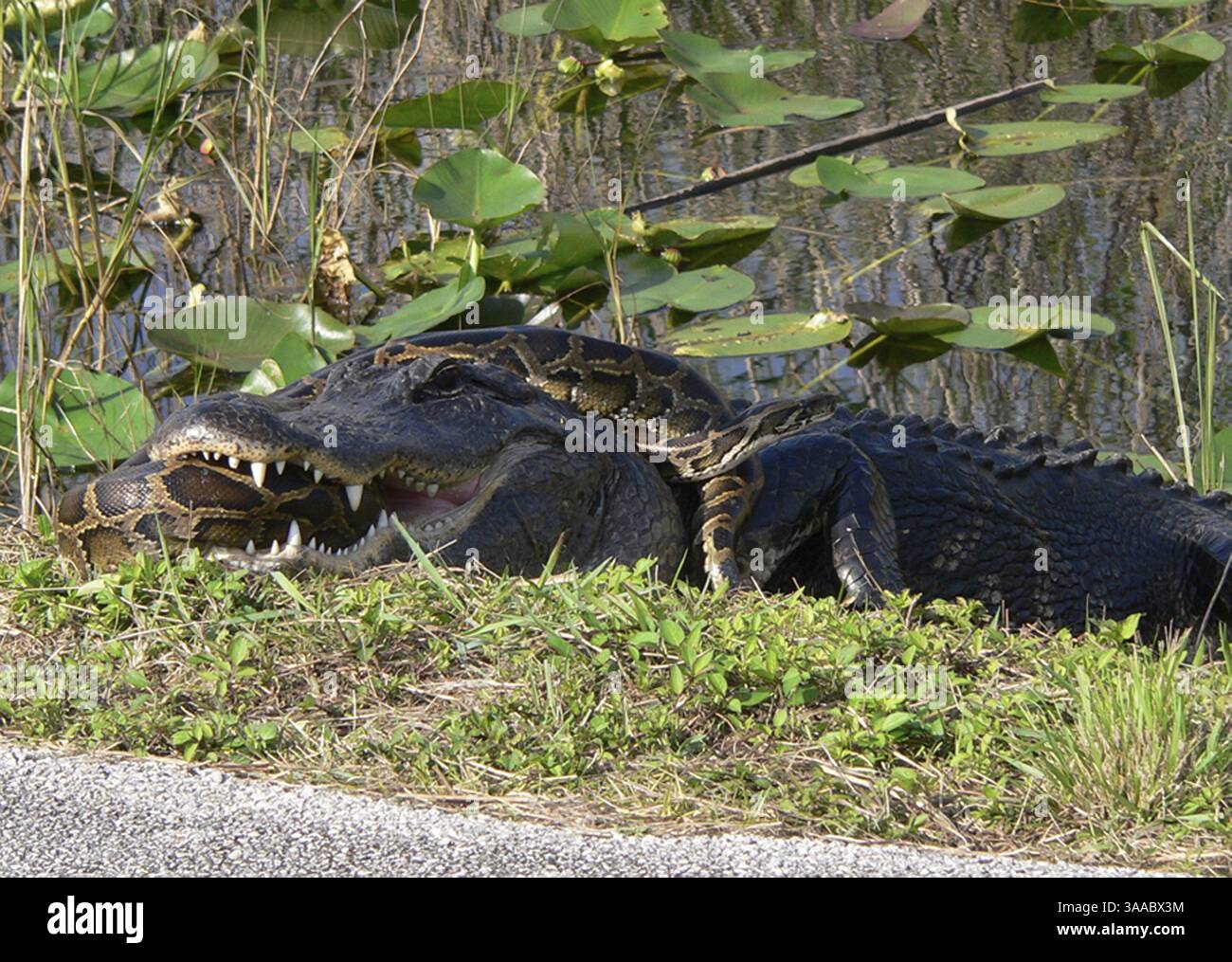 Dec. 23, 2005 - Homestead, United States of America - A Burmese python ...