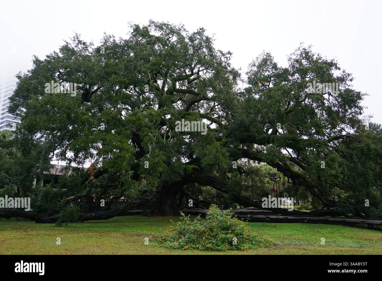Treaty Oak is a 250-year-old Southern live oak tree and landmark ...