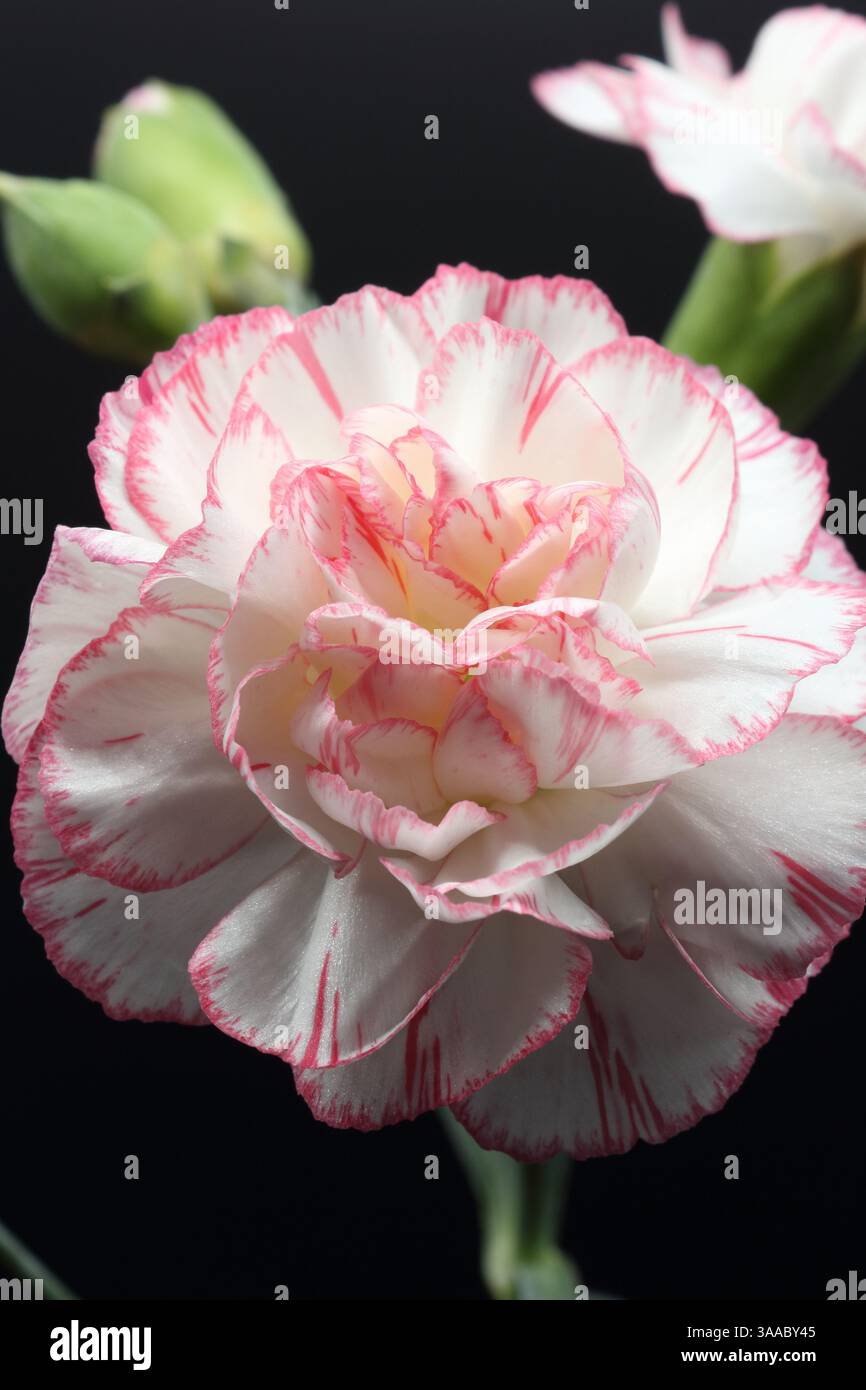 Pink and white carnation with black background Stock Photo - Alamy