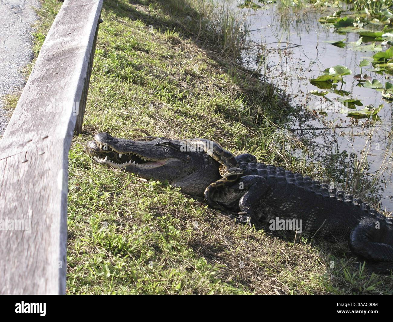 Oct. 21, 2015 - Homestead, United States of America - A Burmese pythons ...