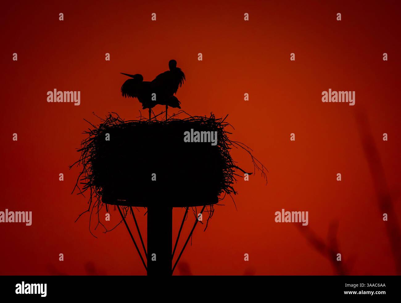 Schwartow, Germany. 31st Mar, 2025. Two storks stand in their nest ...