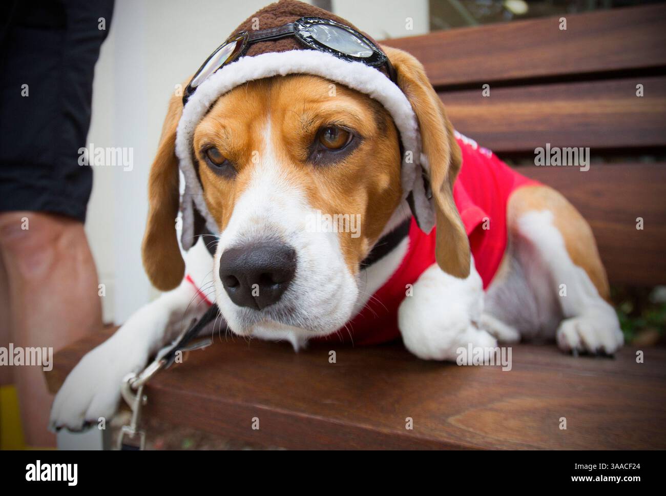 Snoopy dog therapy hi-res stock photography and images - Alamy