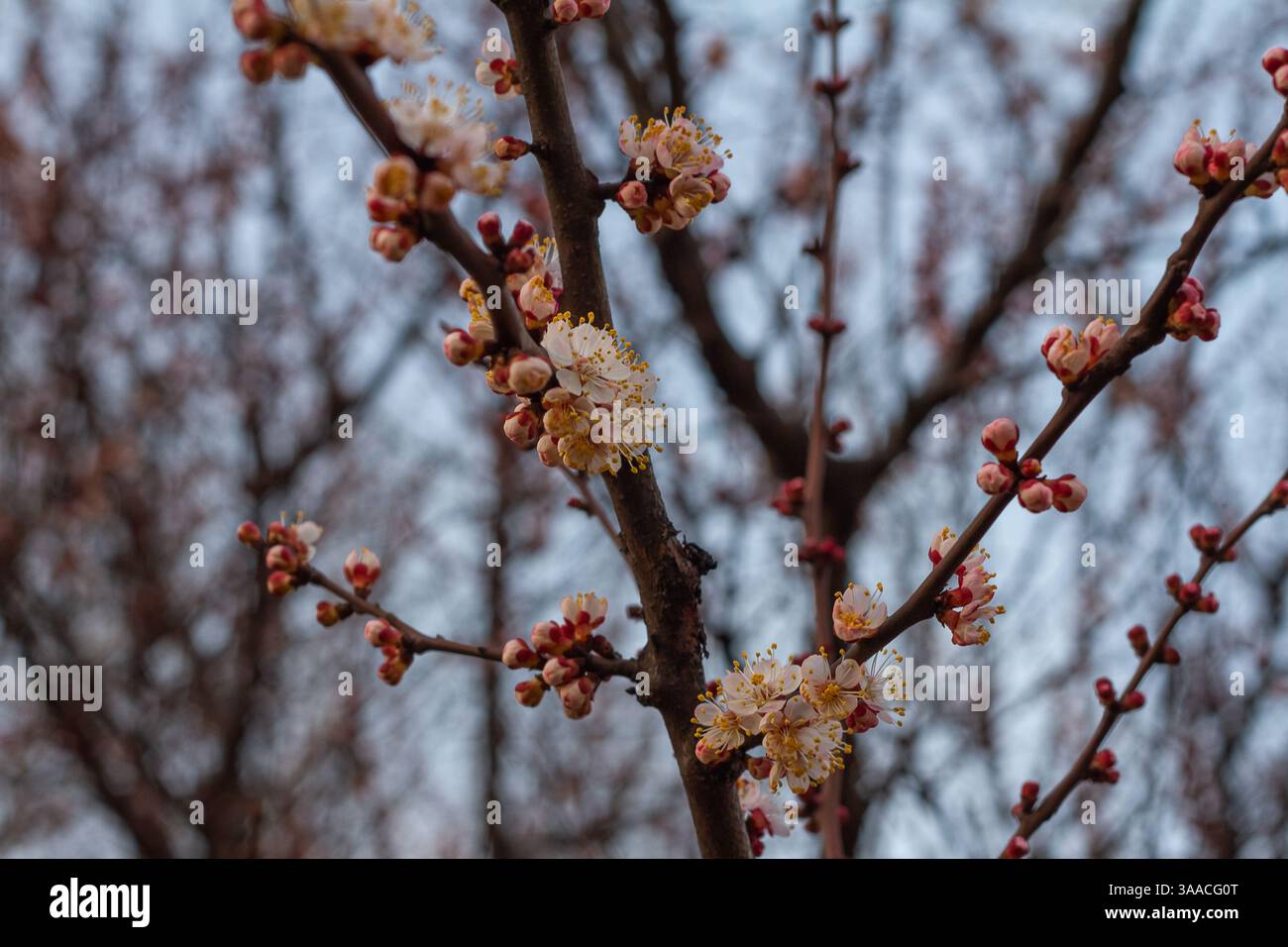 spring flowering tree in a dark background Stock Photo - Alamy