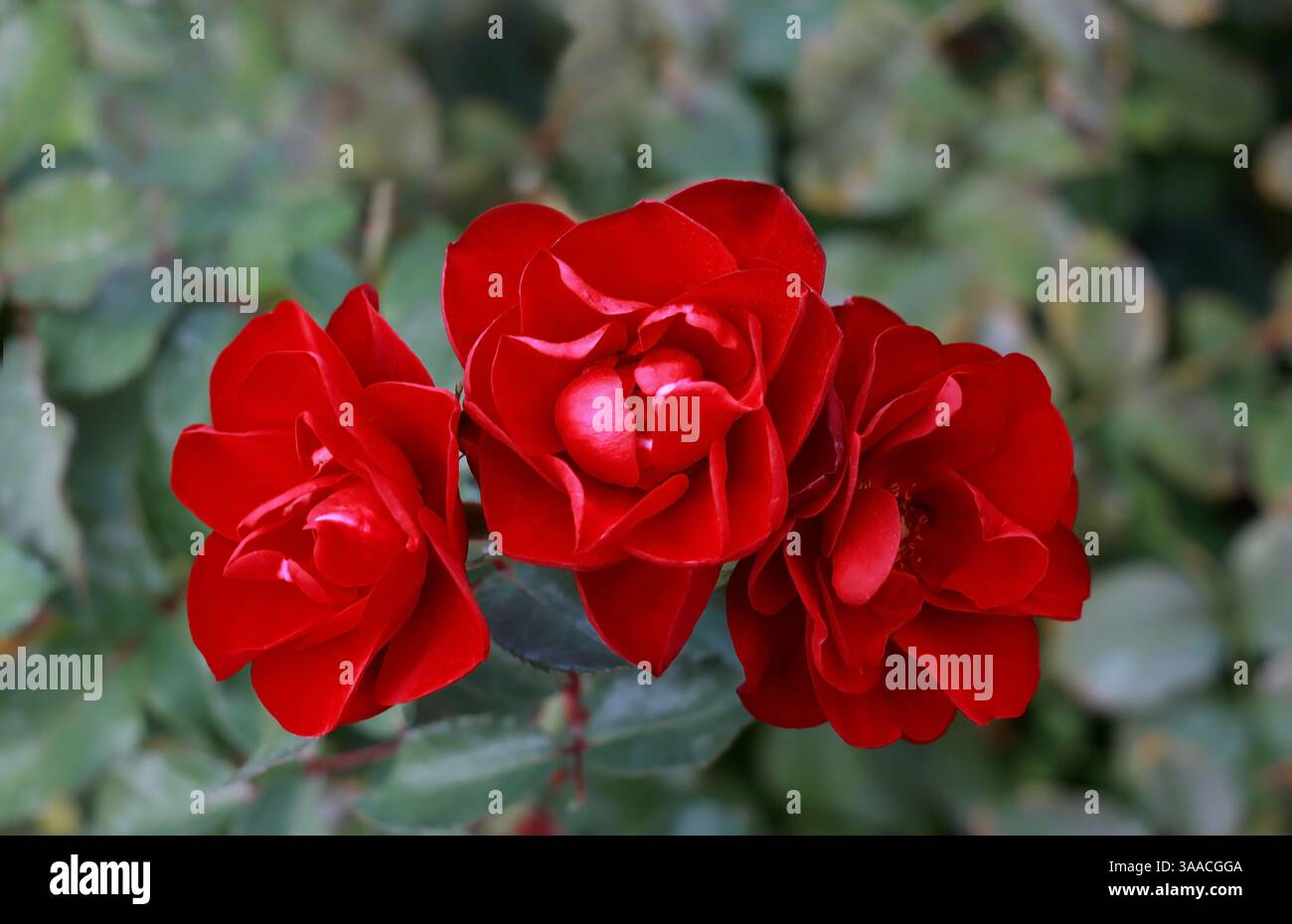 Focus on Three red rose buds on a background of green foliage, blur ...