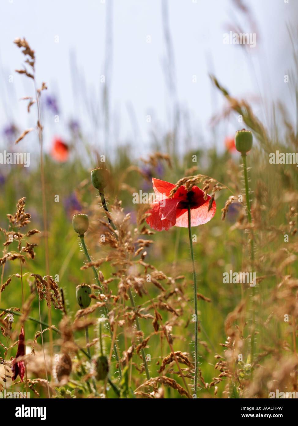 Horizontal view of poppy flowers among field plants and dry branches of ...