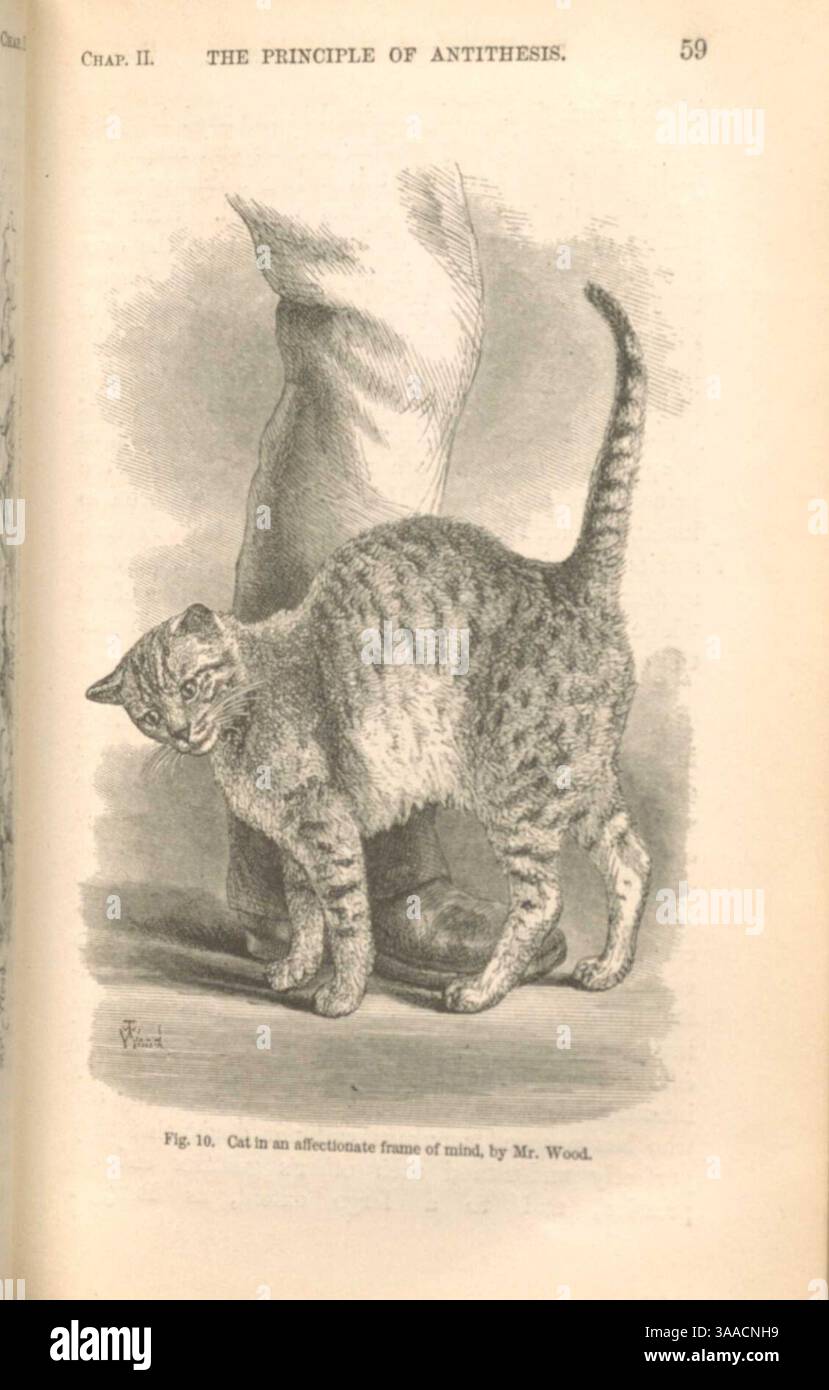 Illustration of a cat in Charles Darwin ''The Expression of Emotions of ...