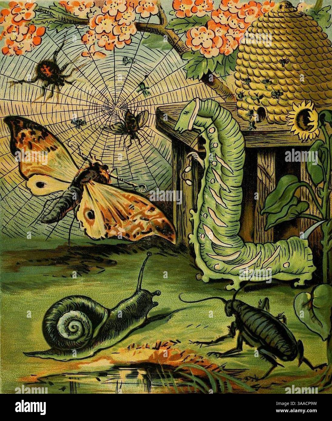 Illustration of moth, hawkmoth larva, snail, cricket, spider from F. A ...