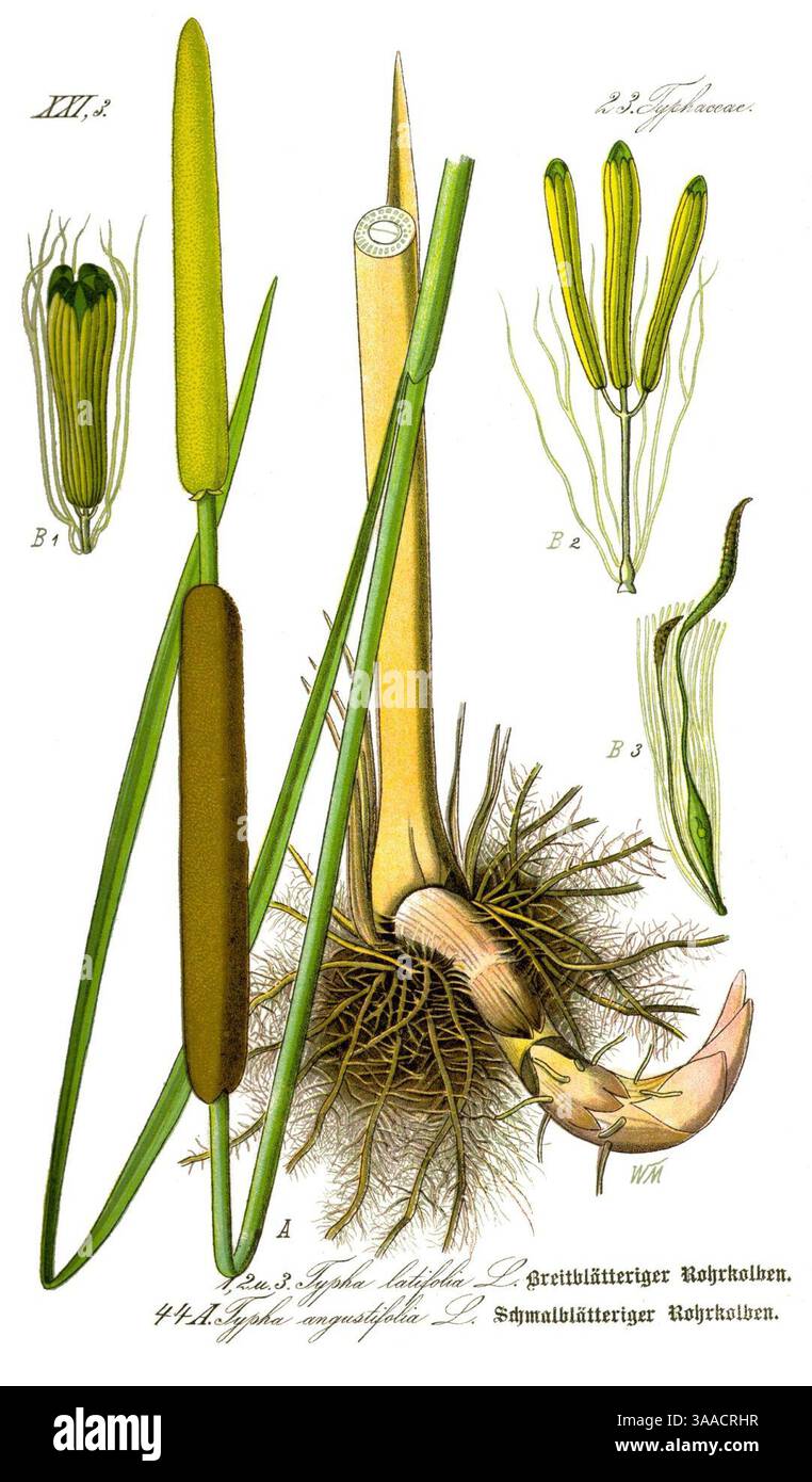 Typha latifolia illustration hi-res stock photography and images - Alamy