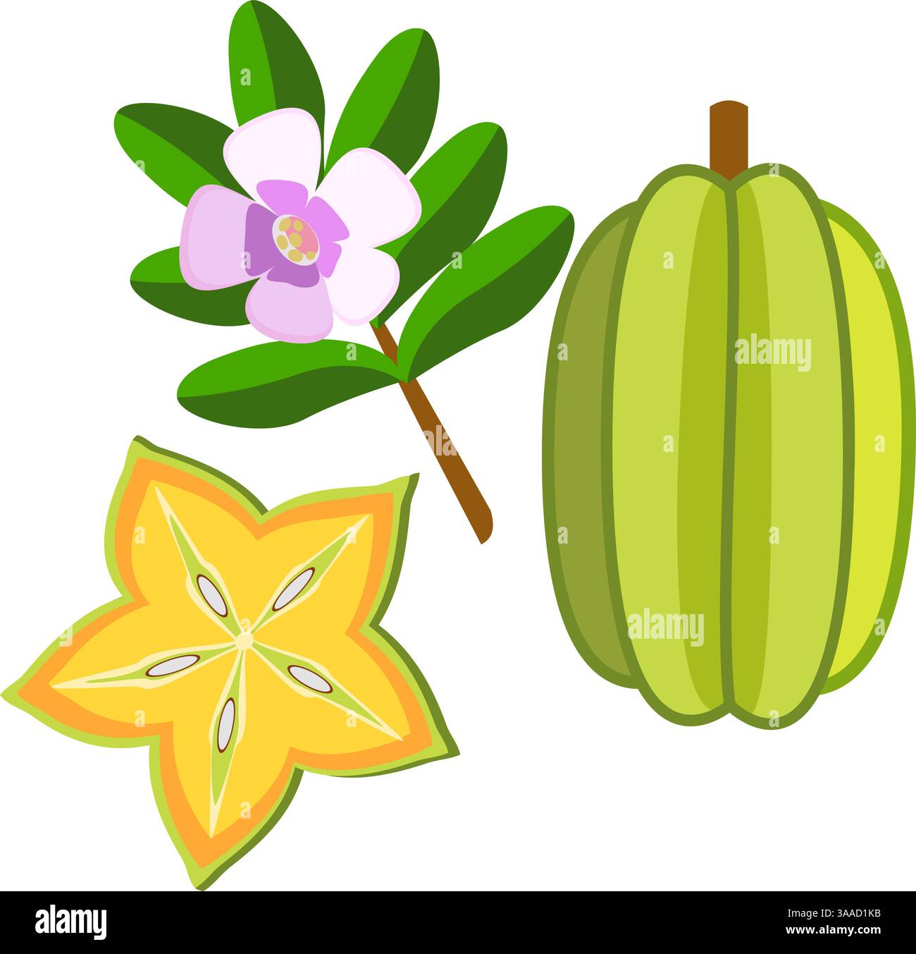 Star fruit whole and sliced with branch botanical vector illustration ...