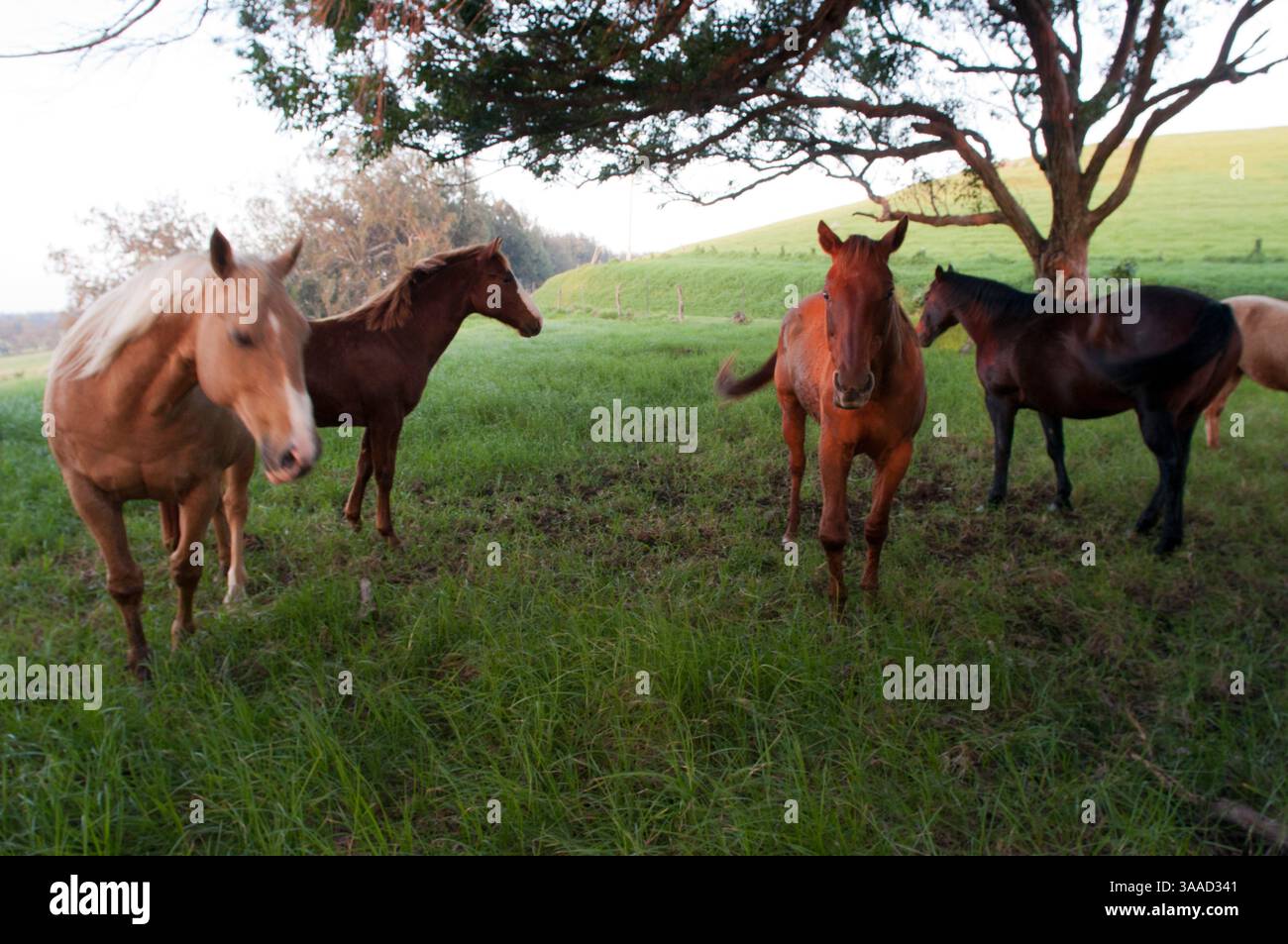 Paniolo waimea hi-res stock photography and images - Alamy