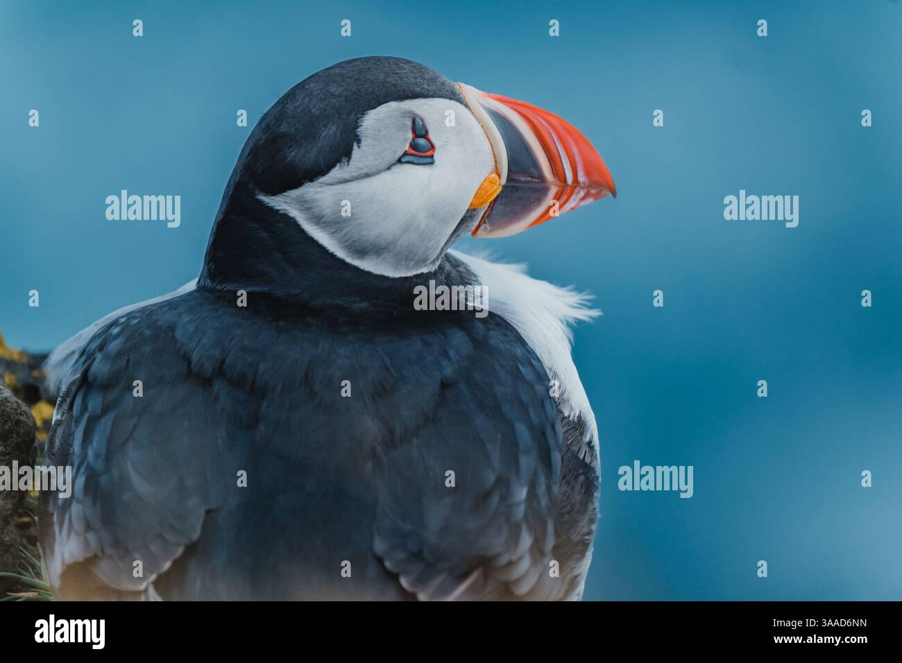 Close-up of Atlantic puffin at Latrabjarg cliff in Westfjords, Iceland ...