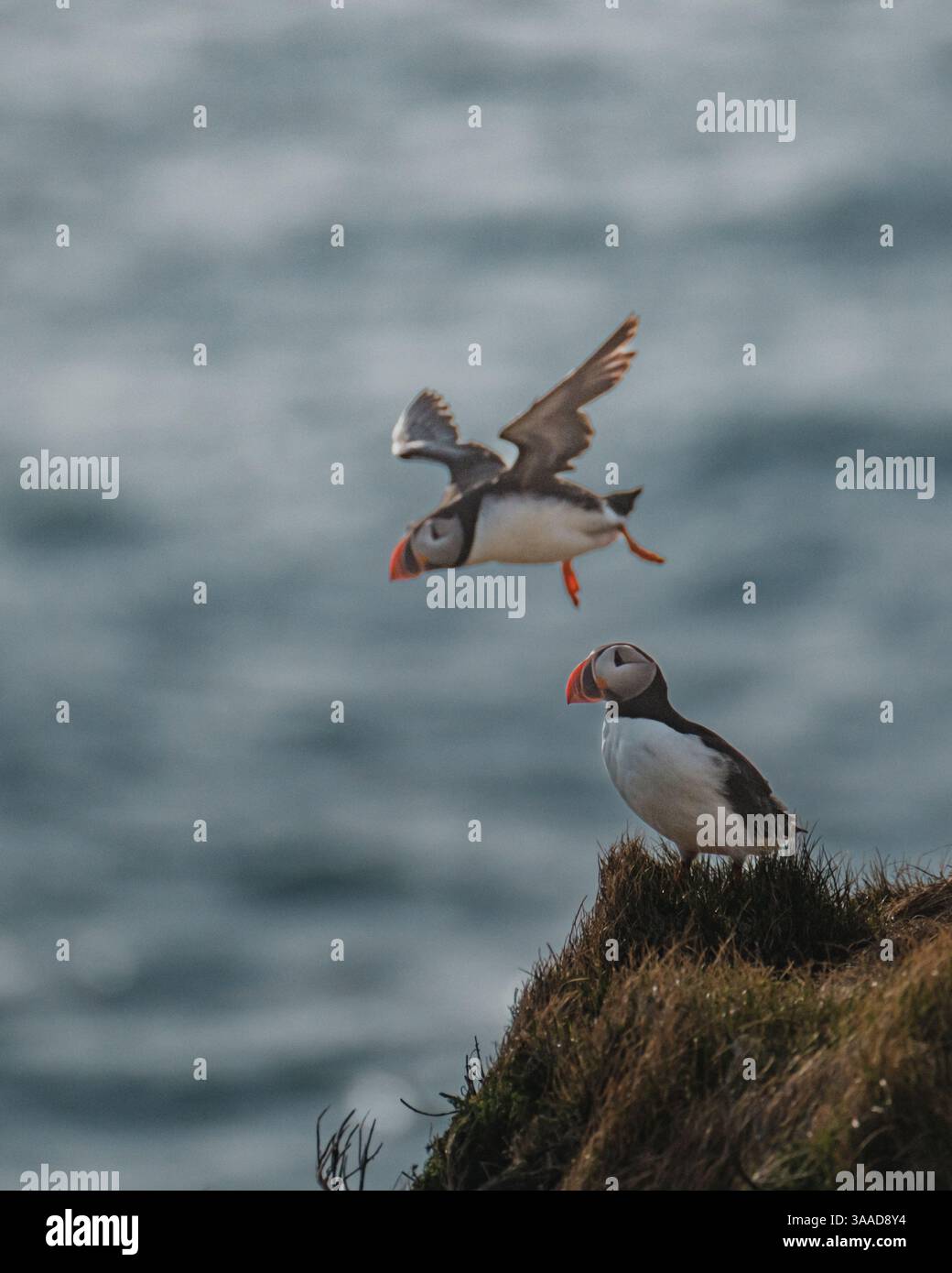 Atlantic puffins flying and perching on cliff edge at Latrabjarg ...