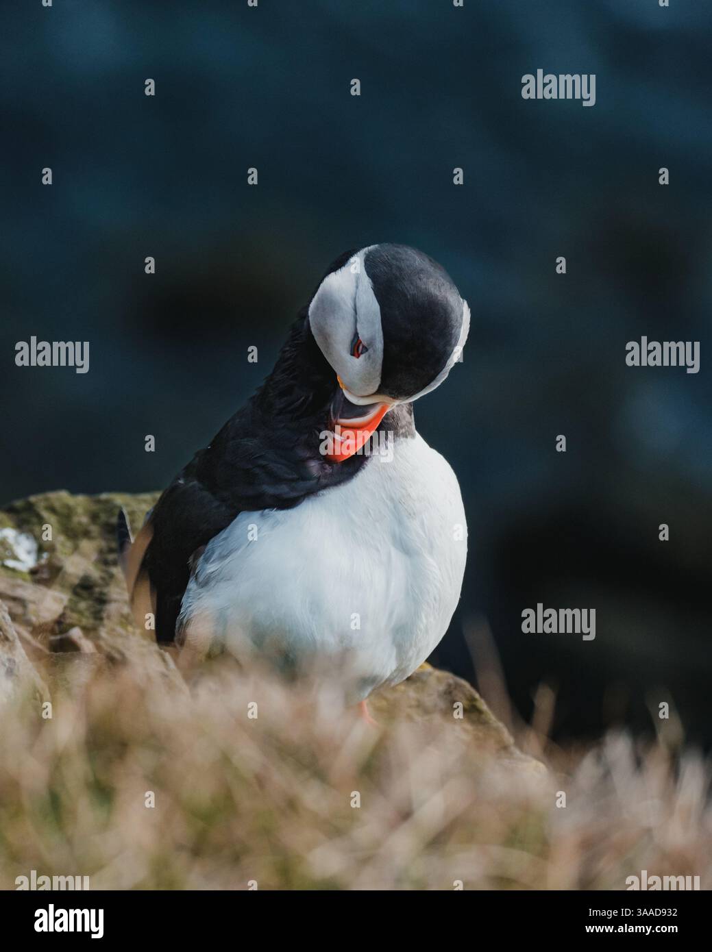Atlantic puffin preening feathers on grassy cliff at Latrabjarg ...