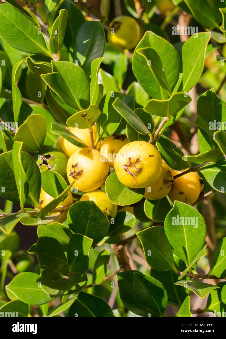 Psidium cattleyanum (Strawberry Guava) native fruit in Sao Francisco de ...