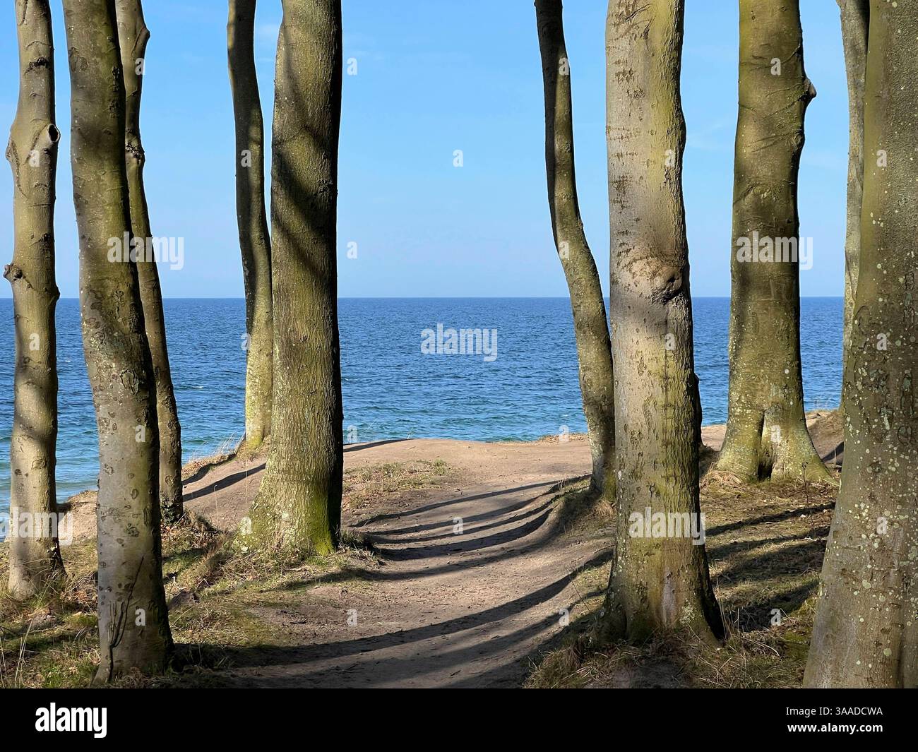 Wald am Meer Buchenhain an der Ostsee bei Kühlungsborn / forest on the ...