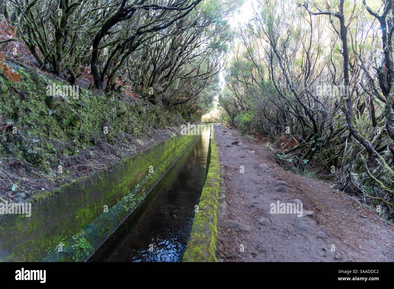 A forest path with trees arching above. A Levada channel runs alongside ...