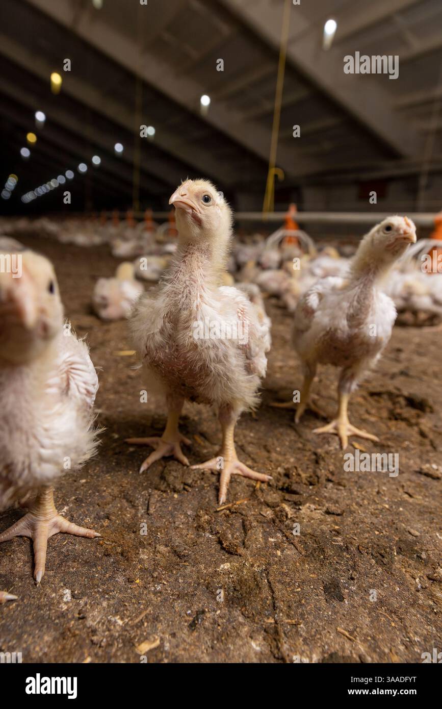 a poultry farm where broiler chickens are grown for industrial meat ...