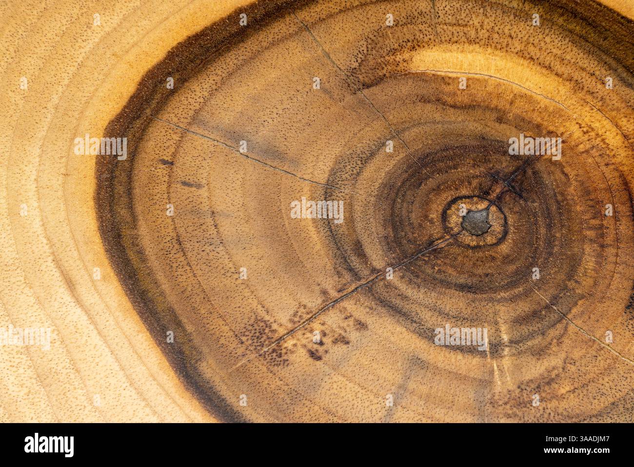 close up walnut trunk polished for the manufacture of interior details ...