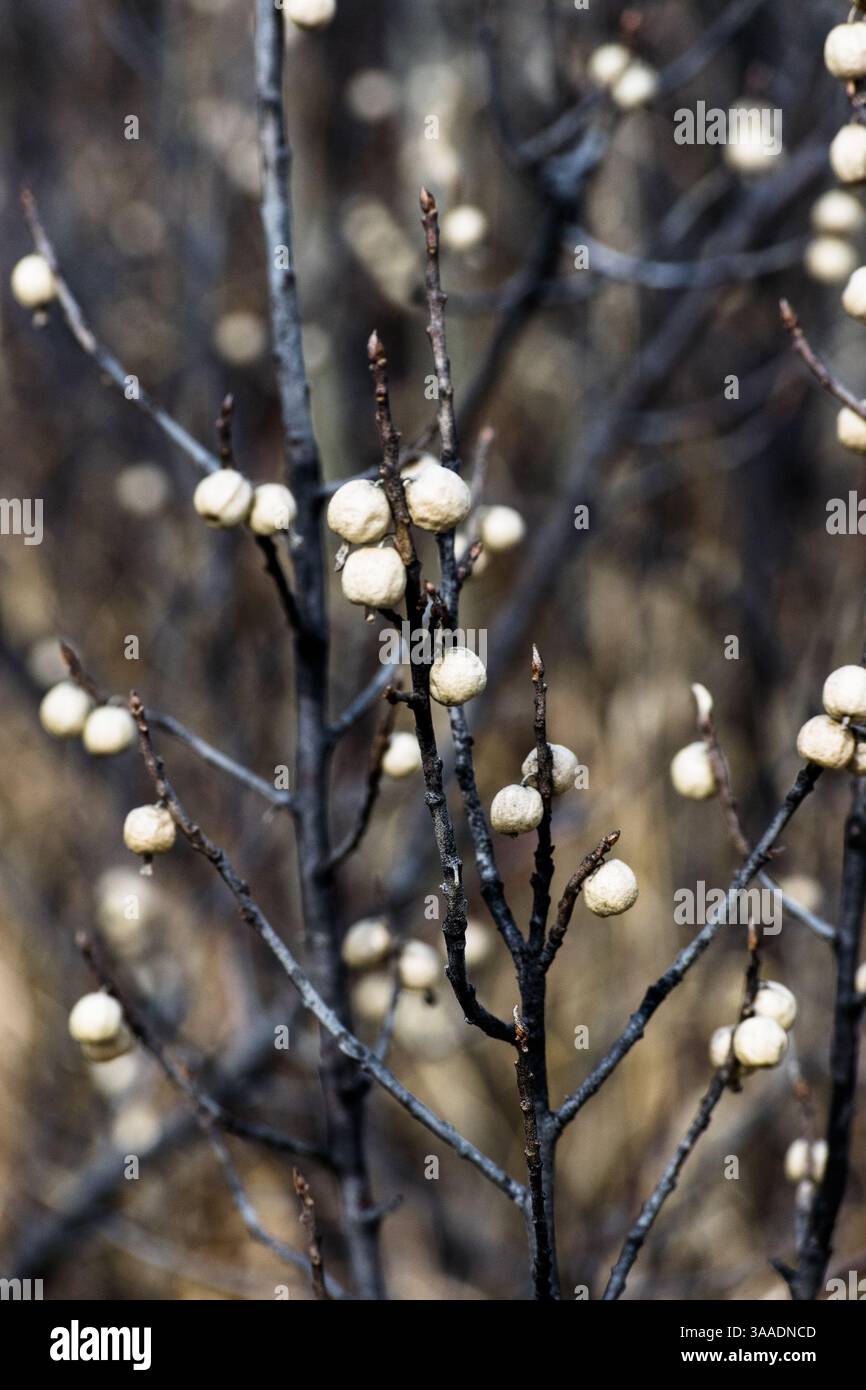 Hibernating plants hi-res stock photography and images - Alamy