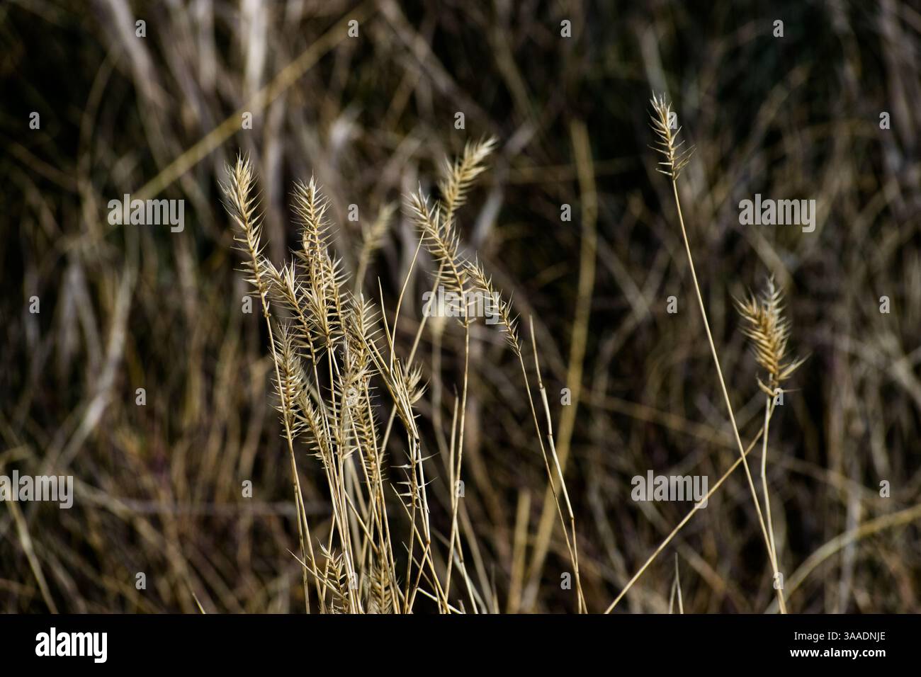 Hibernating plants hi-res stock photography and images - Alamy