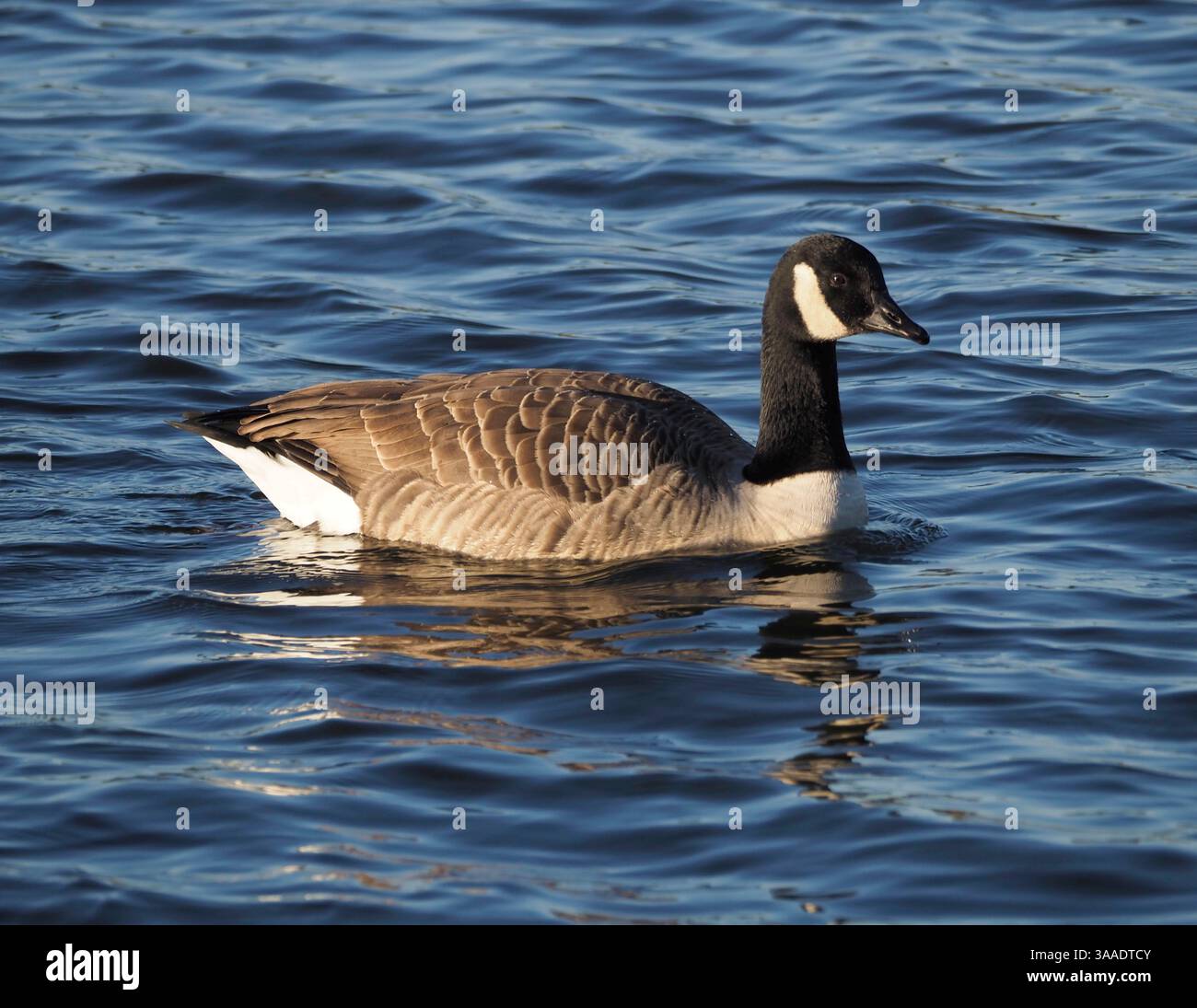 Canada goose, Caldecotte lake, Milton Keynes Stock Photo - Alamy