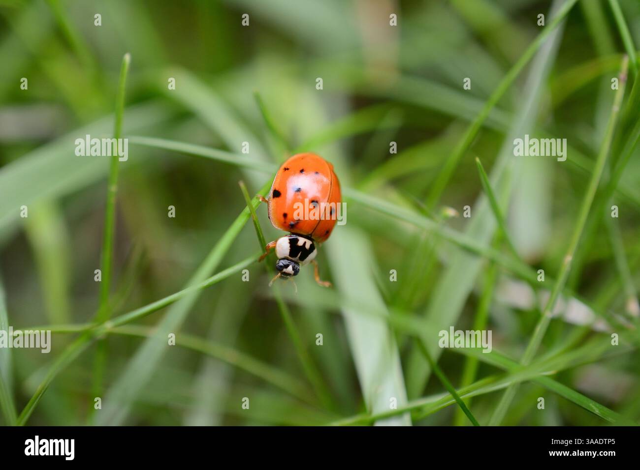 Ladybird in the garden Stock Photo - Alamy