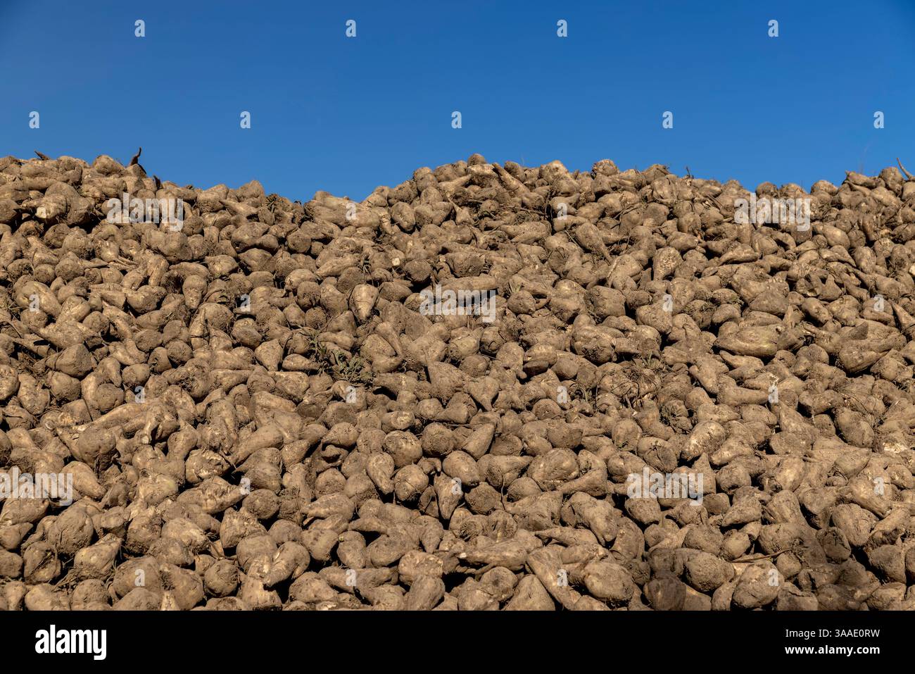 a large amount of sugar beet after harvesting and preparation of beet ...