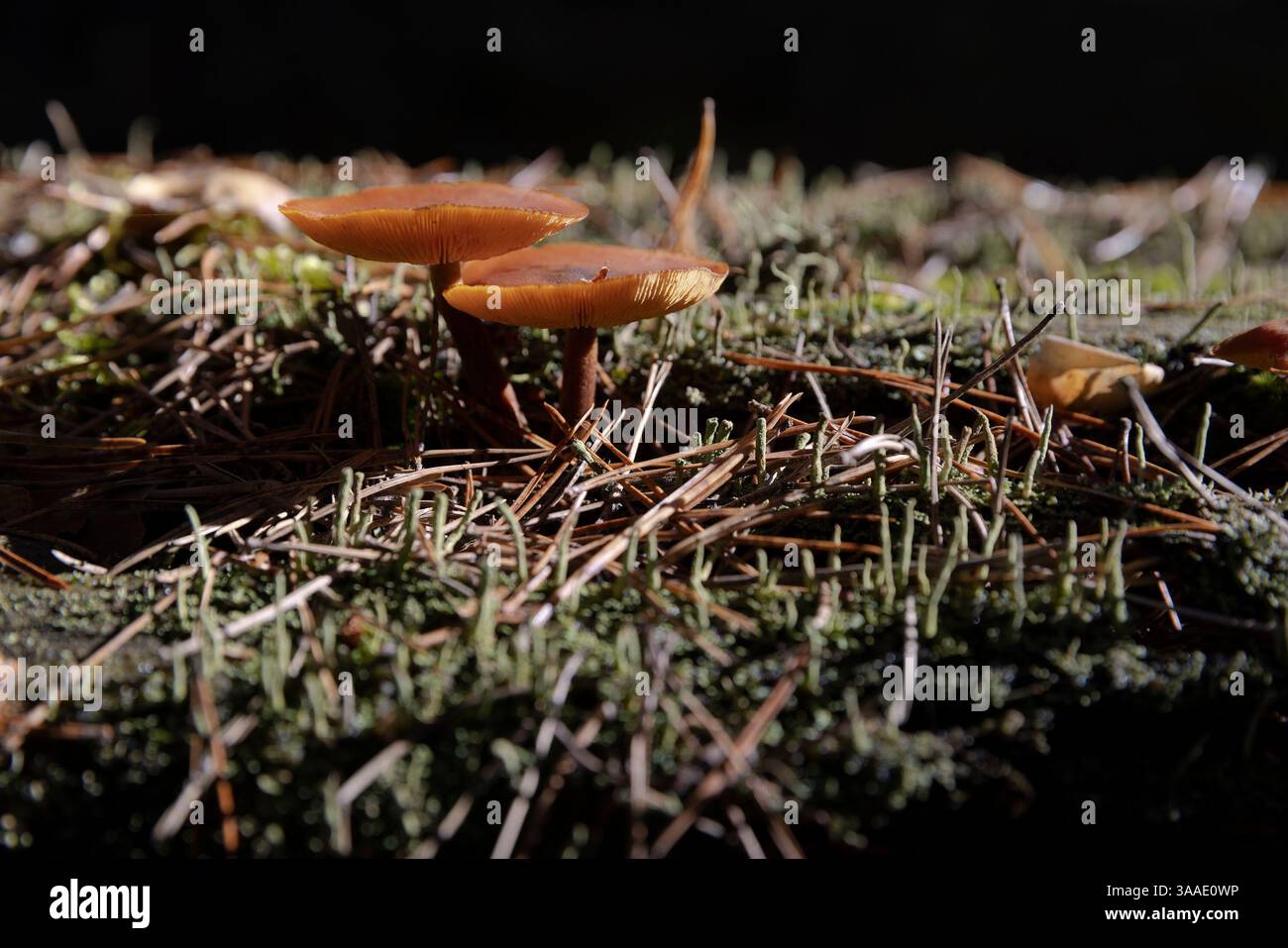 two orange parasitic mushrooms growing on a broken tree, orange ...