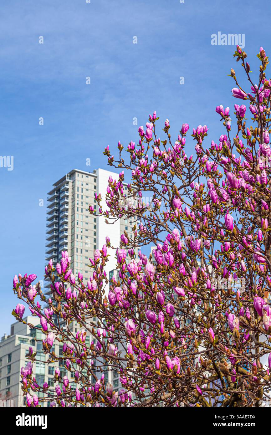 Magnolia blossoms japanese architecture hi-res stock photography and ...