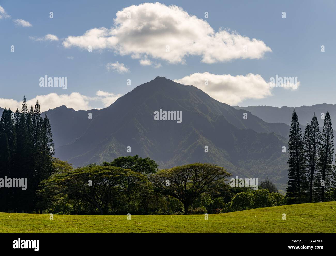 Cook pine trees line the golf course in Princeville with the Na Pali ...