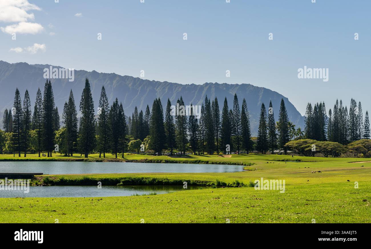 Cook pine trees line the golf course in Princeville with the Na Pali ...
